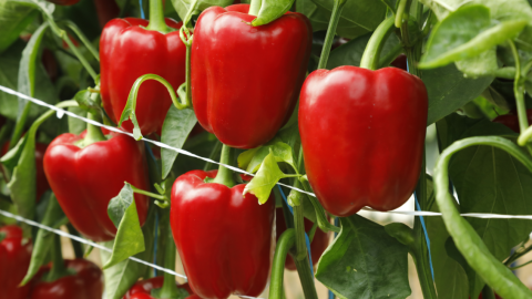 Blocky Peppers Bred For All Growers, Climates, and Demands | Syngenta ...
