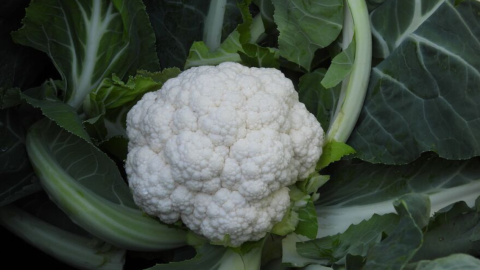 Breeding Better Cauliflower for Resistance and Resilience | Syngenta ...
