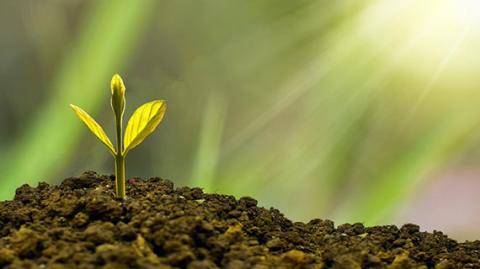 France | Semences potagères Syngenta France