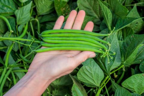 Crisp, Fresh Garden Beans for Every Grower | Syngenta Vegetable Seeds
