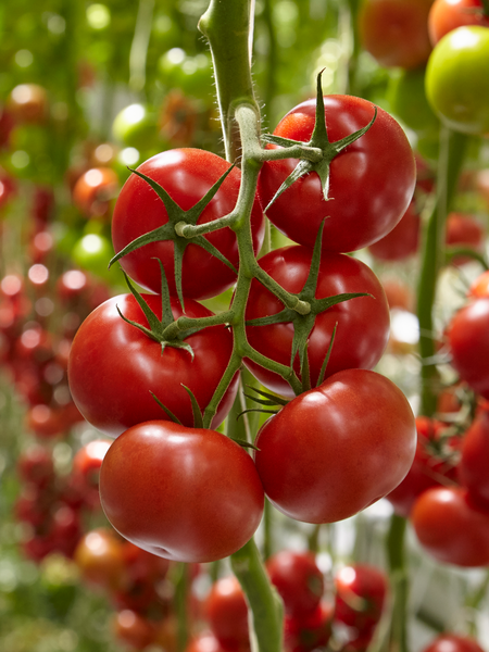 A New ERA for Tomatoes: Uniting Flavour, Quality, and Resistance ...