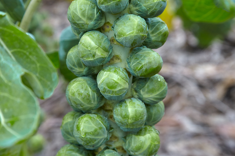 MARCANTUS - Variety Spruitkool | Syngenta Groentezaden