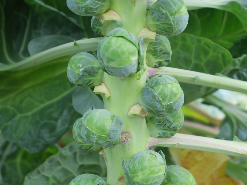SOLIDUS - Variety Spruitkool | Syngenta Groentezaden