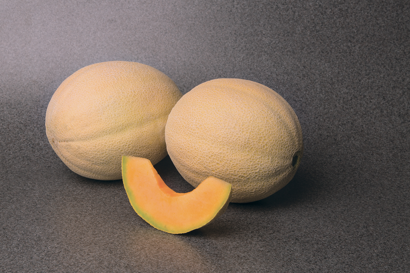 ASTOUND - Variety Melon | Syngenta Vegetable Seeds US