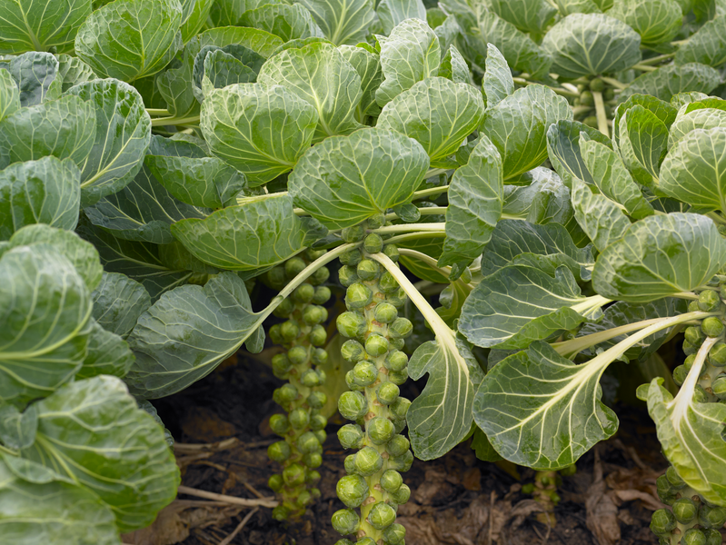 HEY MELIS - Variety Spruitkool | Syngenta Groentezaden