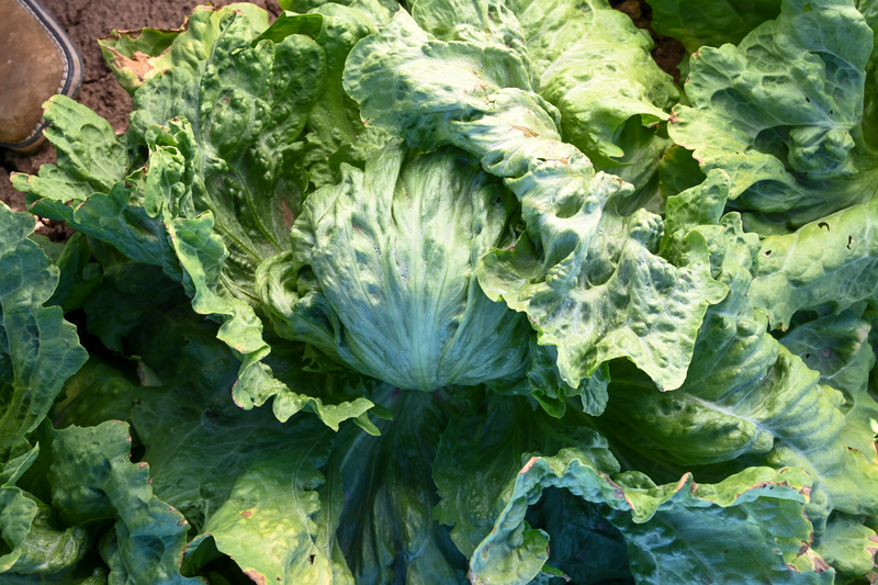 HUSKY - Variety Lettuce | Syngenta Vegetable Seeds US