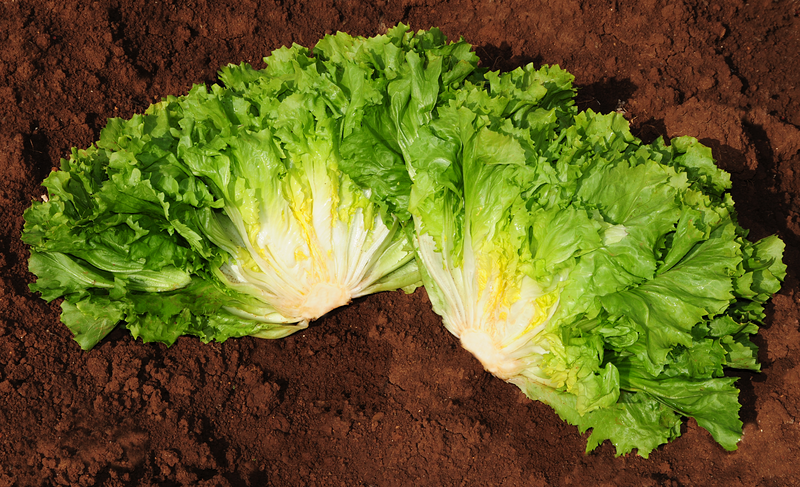 FORBES - Variety Endive | Syngenta Vegetable Seeds US