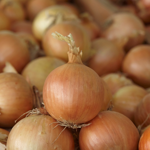 STARTON - Variety Oignon | Semences potagères Syngenta France