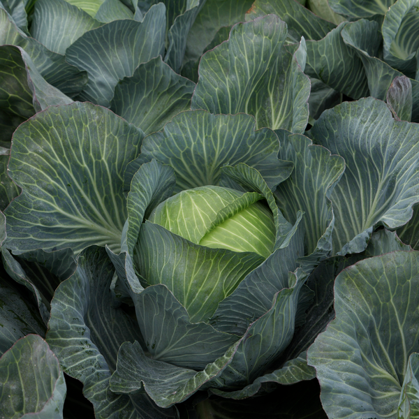 KILASTOR - Variety White Cabbage | Syngenta Vegetable Seeds United Kingdom