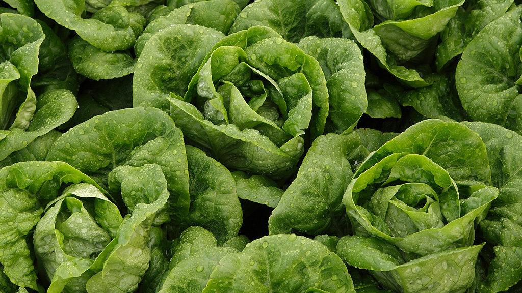 New Orondis Plus for disease protection in onion and lettuce | Syngenta ...