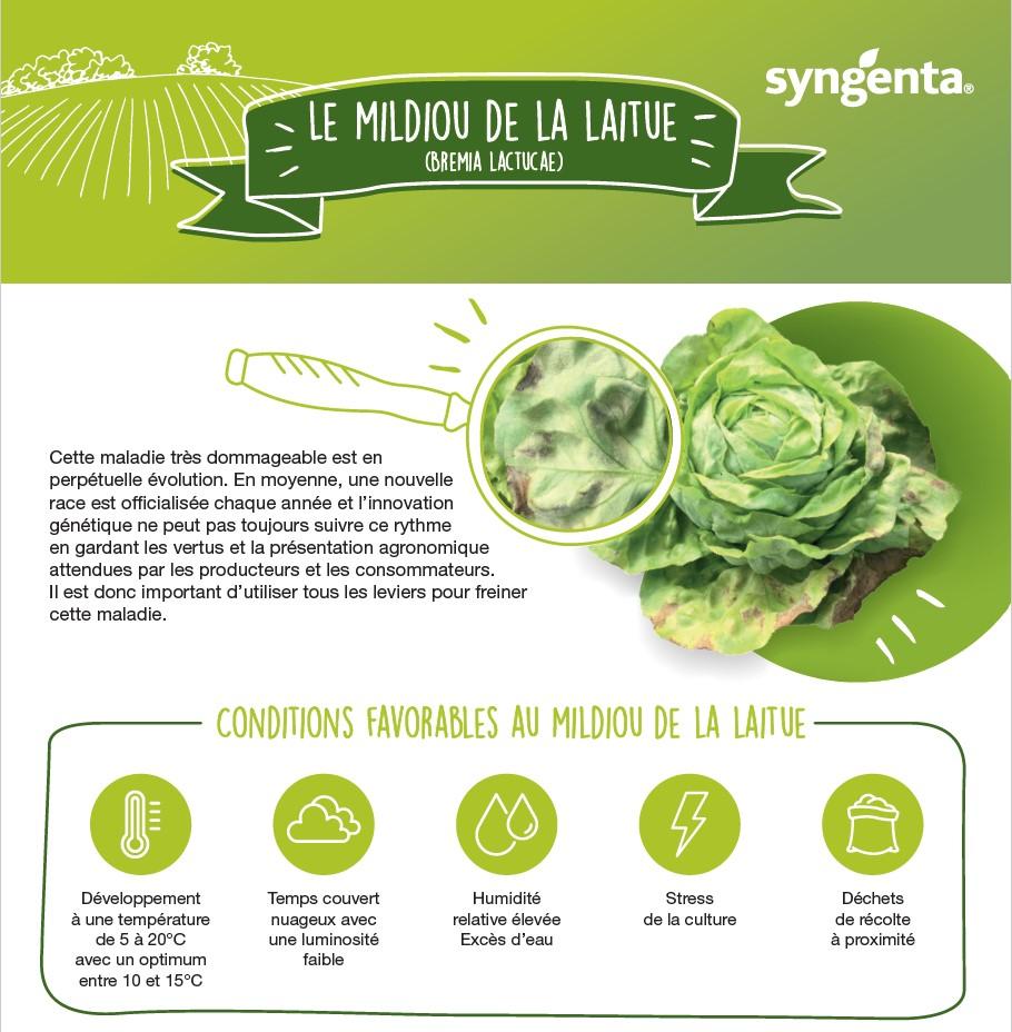 La résistance du mildiou en culture de salades | Semences potagères ...