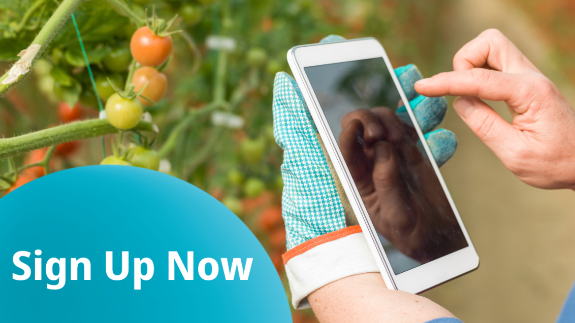 Persevering Powdery Mildew (Px) in Blocky (Bell) Peppers | Syngenta ...
