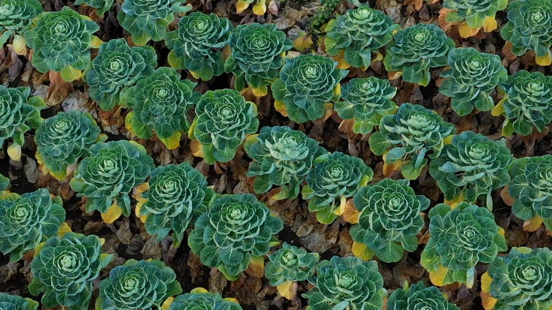 Syngenta’s new Brussels Sprout Variety 'Lucius' Revolutionises Scottish ...