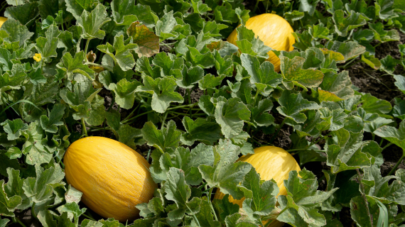 Semences Potagères Haut Rendement | Syngenta Maroc