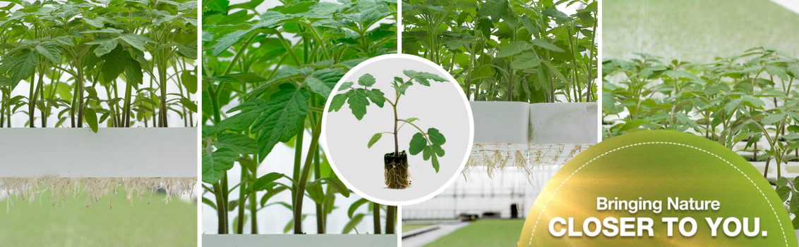 Tomato Rootstock | Syngenta Vegetable Seeds US