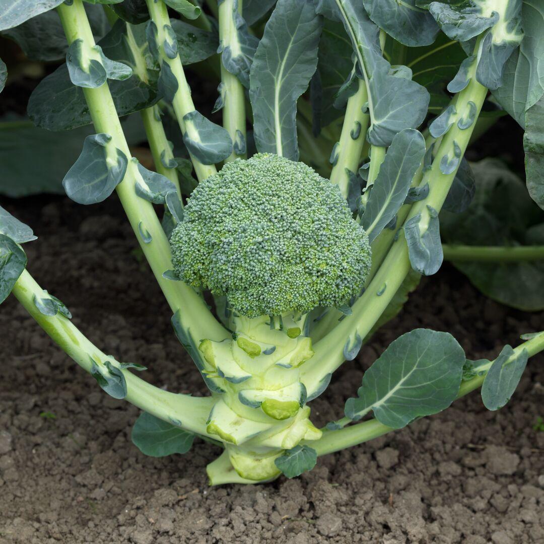 KINGY & GAVILAN : Nos deux nouveautés en brocoli de saison | Semences ...
