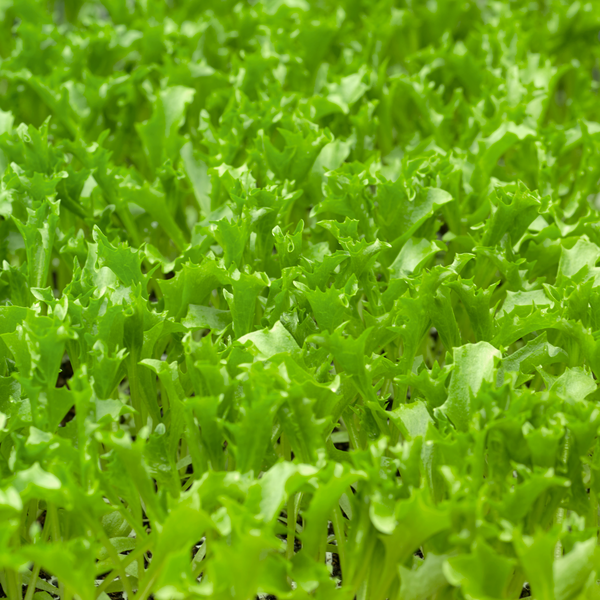 CRISPITA II - Variety Lettuce | Syngenta Vegetable Seeds United Kingdom