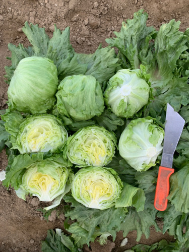 COPPER - Variety Lettuce | Syngenta Vegetable Seeds US
