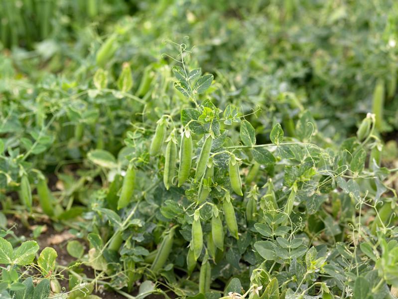 PRELADO - Variety Pea | Syngenta Vegetable Seeds United Kingdom