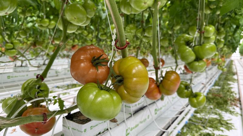 MEGADENA - Variety Tomato | Syngenta Vegetable Seeds US