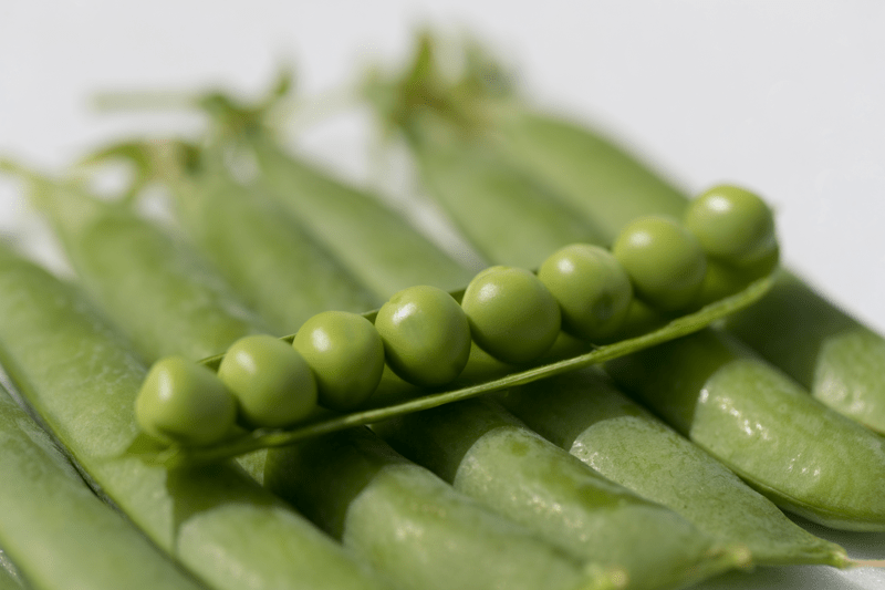 KUDO - Variety Pois | Semences potagères Syngenta France