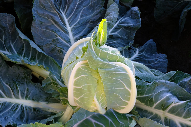 KOTEN - Variedad Coliflor | Syngenta Semillas de Hortícolas