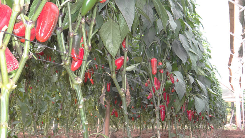 COMPADRE - Variety Pimiento | Syngenta Semillas de Vegetales Colombia