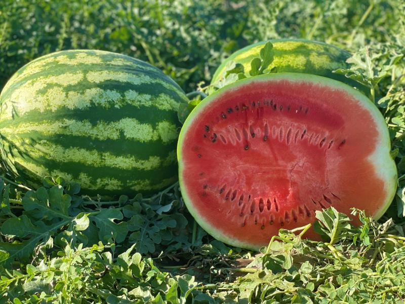 LIVERPOOL - Variety Watermelon | Syngenta Vegetable Seeds Saudi Arabia