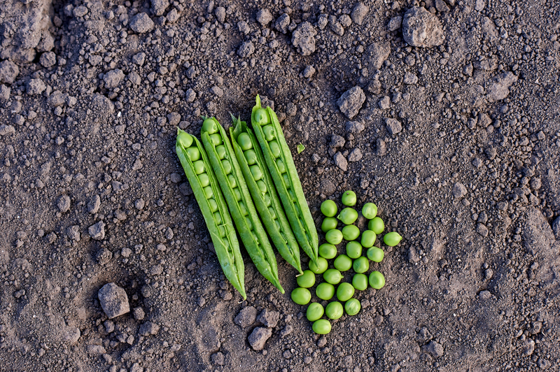 VIVADO - Variety Pea | Syngenta Vegetable Seeds United Kingdom