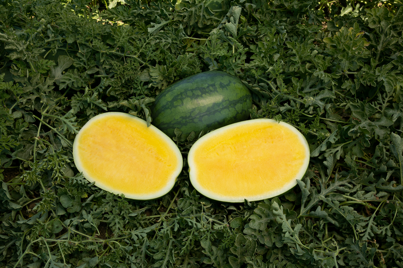GOLDEN CRISP - Variety Watermelon | Syngenta Vegetable Seeds US