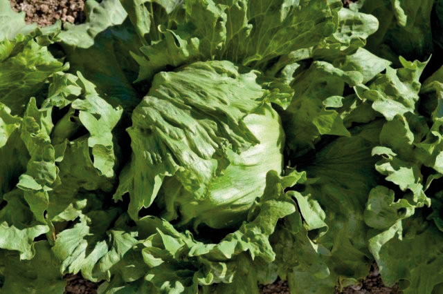 ICEVIC - Variety Lechuga | Syngenta Semillas de Vegetales Ecuador
