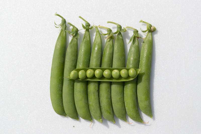 KUDO - Variety Pea | Syngenta Vegetable Seeds United Kingdom