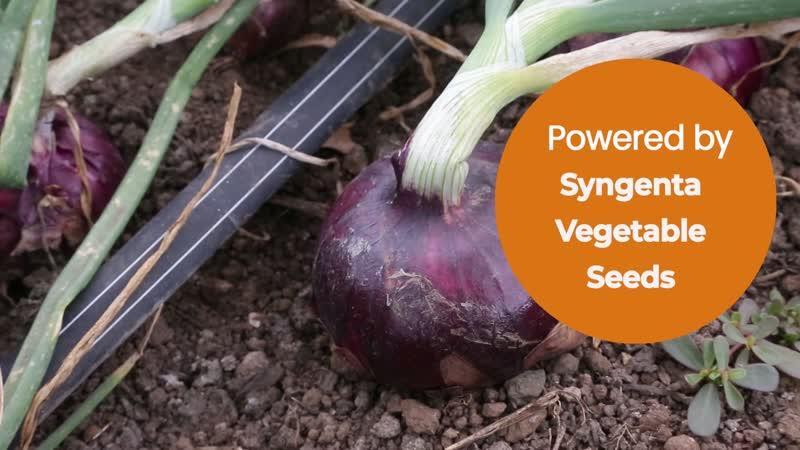 AFRICA RED - Variety Onion | Syngenta Vegetable Seeds Kenya