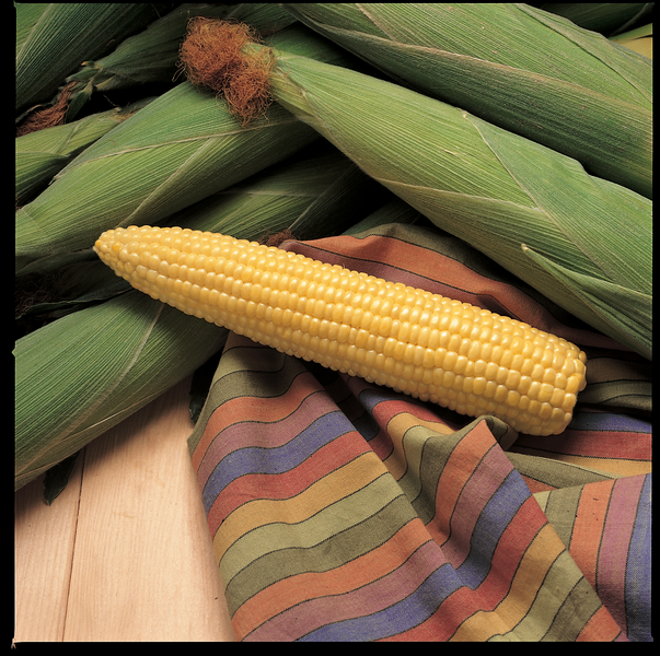 HONEY SELECT - Variety Sweet Corn | Syngenta Vegetable Seeds US