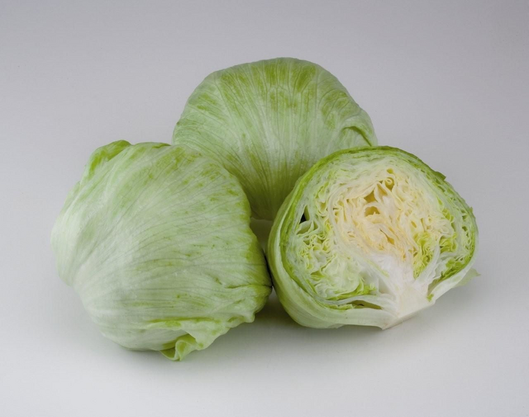 ICEVIC - Variety Lechuga | Syngenta Semillas de Vegetales Ecuador