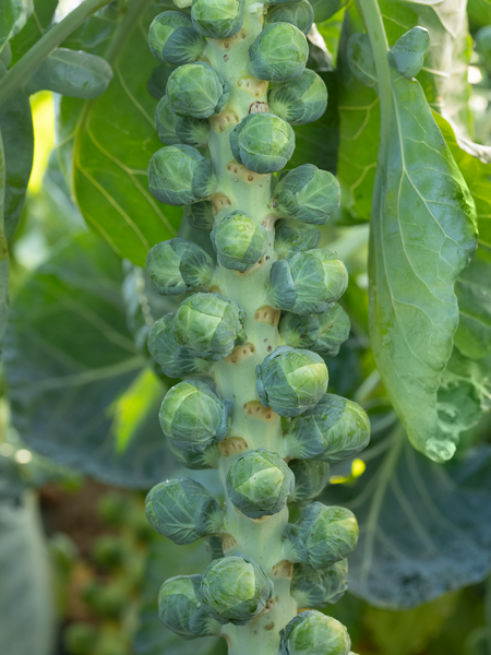 LUCIUS - Variety Brussels Sprouts | Syngenta Vegetable Seeds United Kingdom
