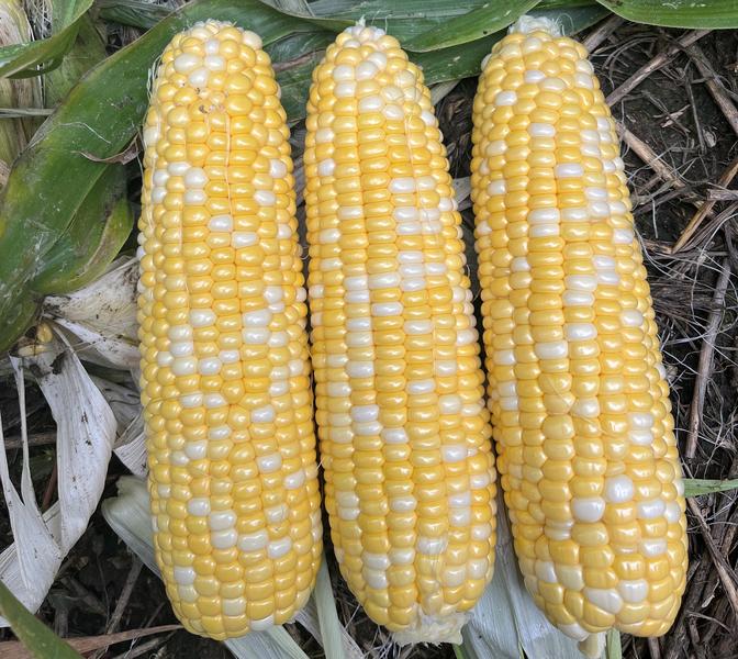FIJI - Variety Sweet Corn | Syngenta Vegetable Seeds US