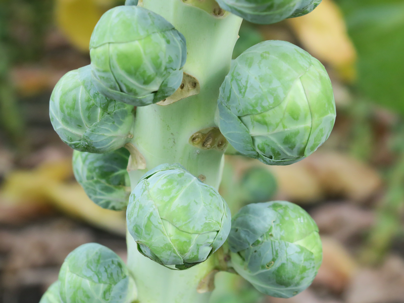 NIMBUS - Ras Spruitkool | Syngenta Groentezaden