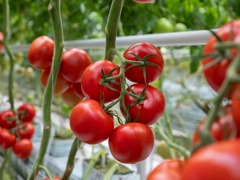 CLIMUNDO - Variety Tomate | Semences potagères Syngenta France