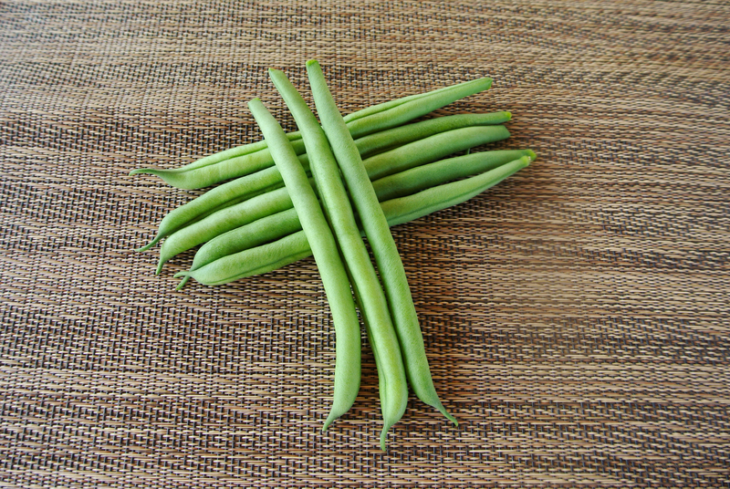 MACALLAN - Variety Garden Bean | Syngenta Vegetable Seeds US