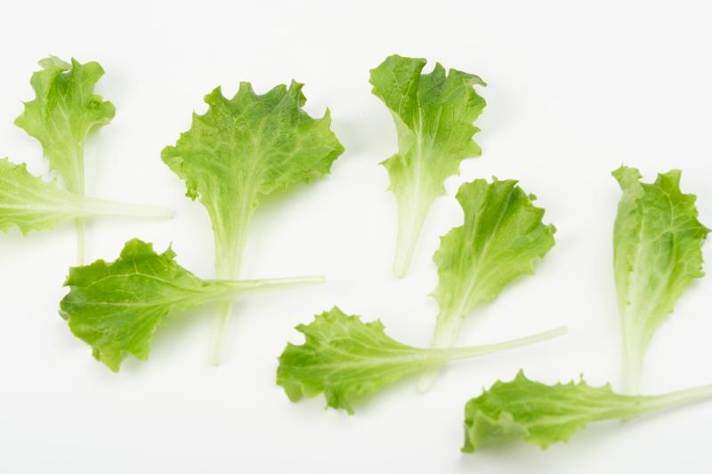 JOYLITA - Variety Lechuga | Syngenta Semillas de Hortícolas