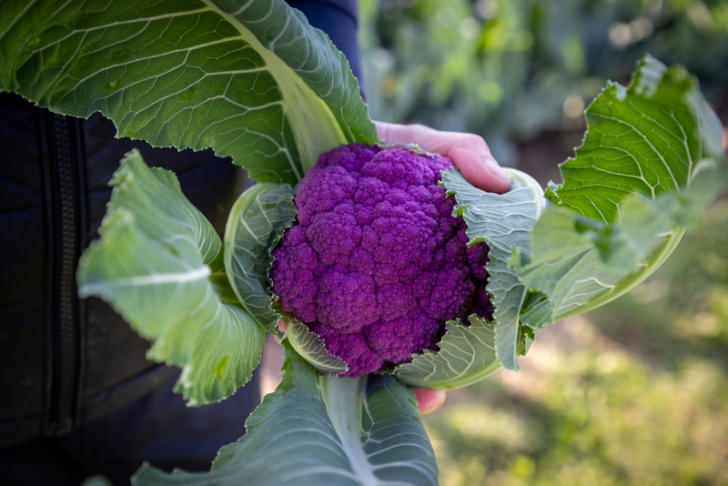 HIPSTER - Variety Chou-fleur | Semences potagères Syngenta France