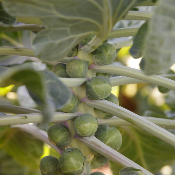COBELIUS - Variety Spruitkool | Syngenta Groentezaden