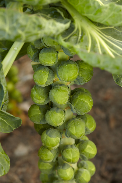 TRIMTOP - Ras Spruitkool | Syngenta Groentezaden