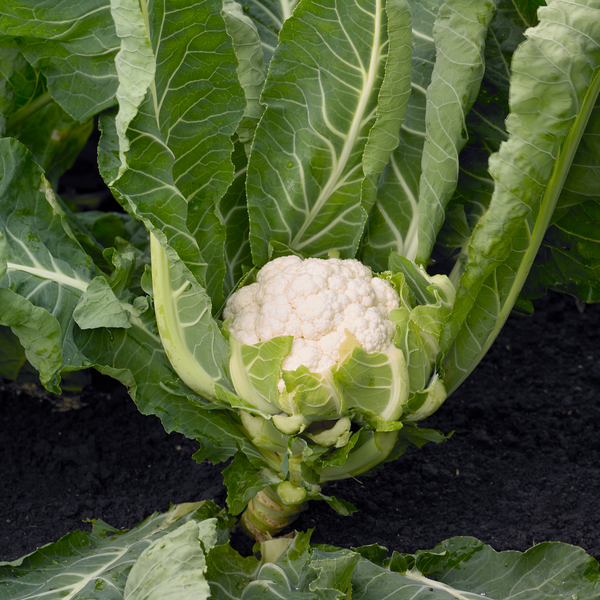 CRISTOF - Variety Karnabahar | Syngenta Sebze Tohumları