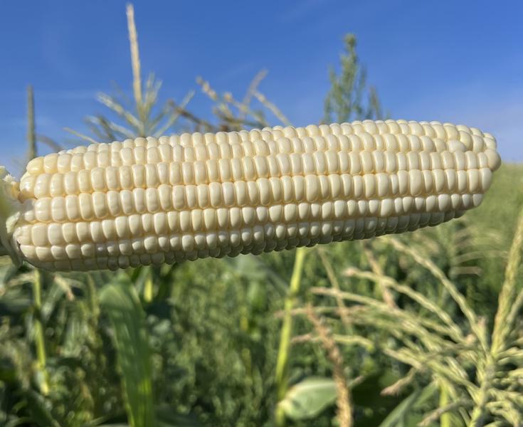 DESERT FROST - Variety Sweet Corn | Syngenta Vegetable Seeds US