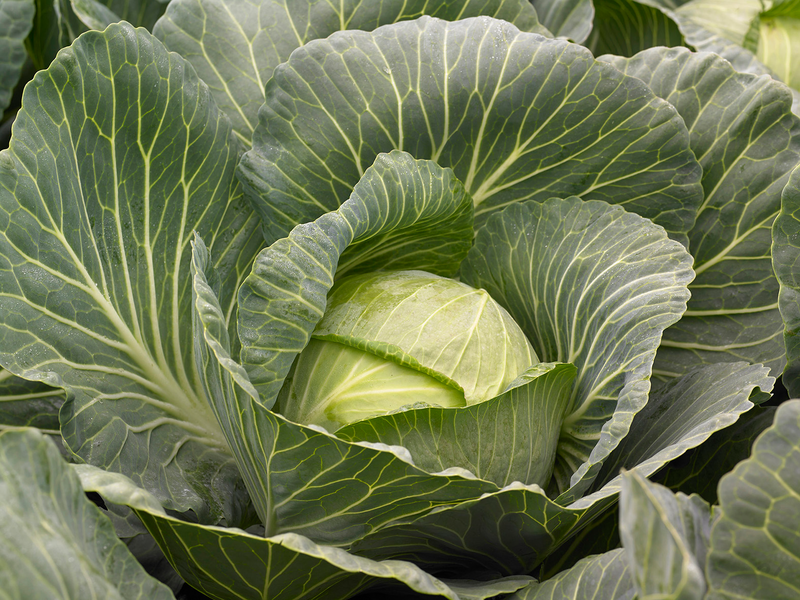 KILACEES - Variety White Cabbage | Syngenta Vegetable Seeds United Kingdom