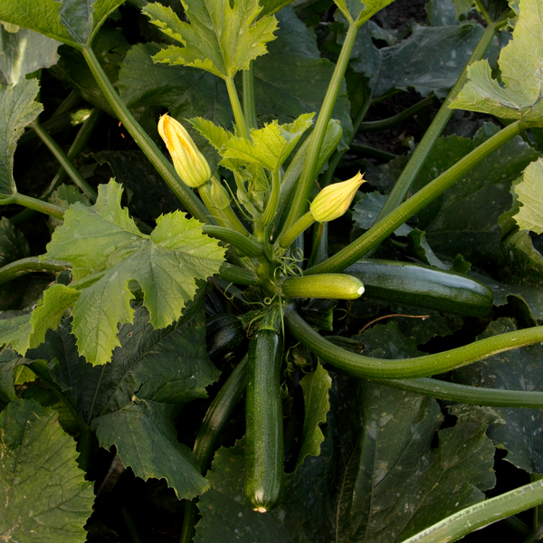 QUINE - Varietà Zucchino | Sementi Orticole Syngenta