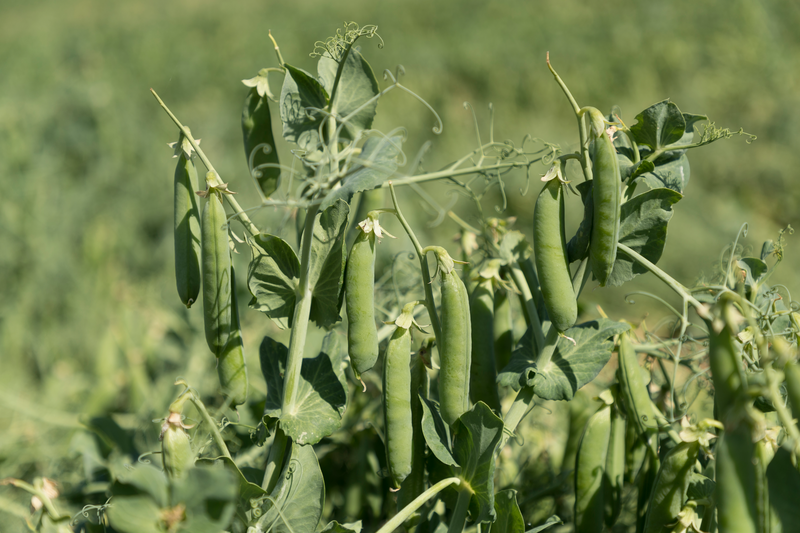 OBIGO - Variety Pois | Semences potagères Syngenta France