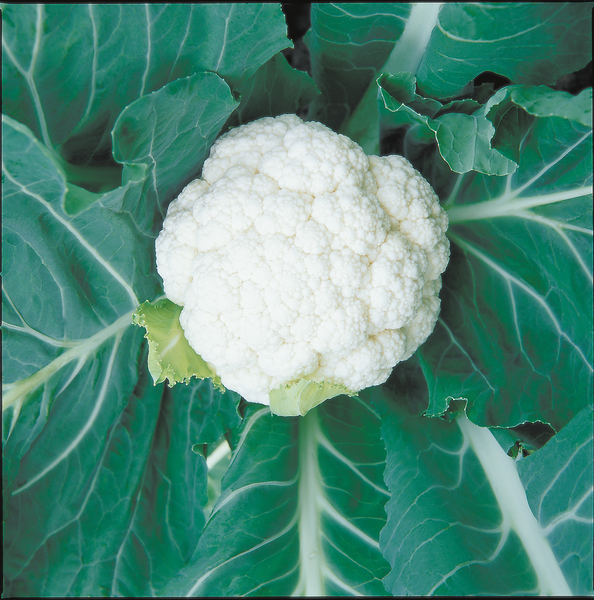 SHASTA - Variety Cauliflower | Syngenta Vegetable Seeds US